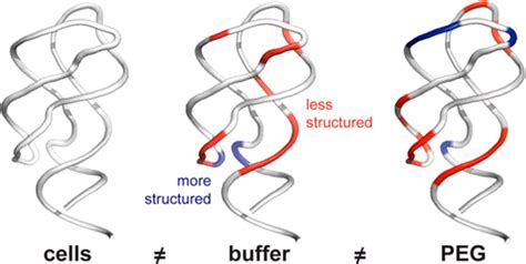 模仿细胞环境对peg诱导的大分子拥挤对rna结构的影响的挑战 Biochemistry X Mol