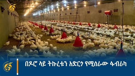 በዶሮ ላይ ትኩረቱን አድርጎ የሚሰራው ፋብሪካ Youtube