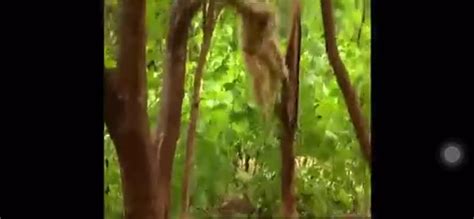 Vijay Singh On Linkedin Small Fast Agile Slow Mighty