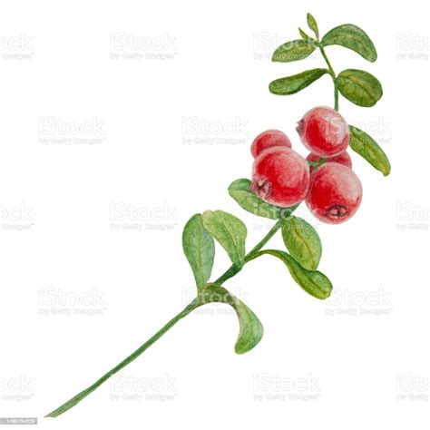 야생 붉은 열매 수채화 손으로 그린 식물 사실적인 그림 숲 크랜베리 Cowberry 지점은 흰색 배경에 분리되어 있습니다 직물 엽서 초대장 메뉴에 인쇄하기에 좋습니다 월귤에