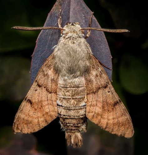 Big Brown Moth Stock Image Image Of Biology Pest Details 265080359
