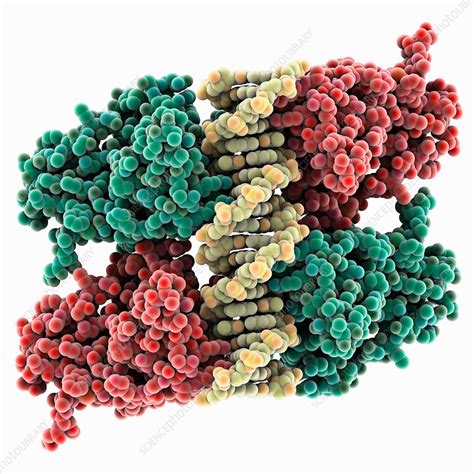Tumour Suppressor P53 Dna Complex Stock Image C0355856 Science