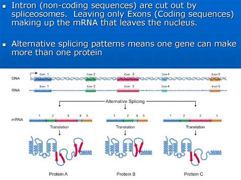 Gene Expression Transcription And Translation Ppt Download