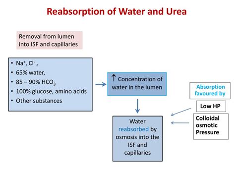 Ppt Urinary System L 2 3 Tubular Reabsorption And Secretion Powerpoint Presentation Id 1929732