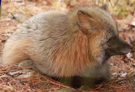 Do Foxes Carry Any Diseases At Lachlan Legge Blog