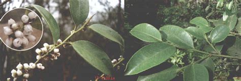 柃木 浙江省树种 图片