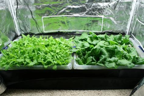 Floating Raft Deep Water Culture Inventgeek