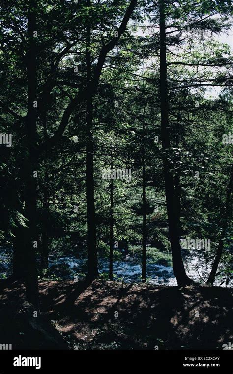 Tall Trees Overlooking Water Stock Photo Alamy