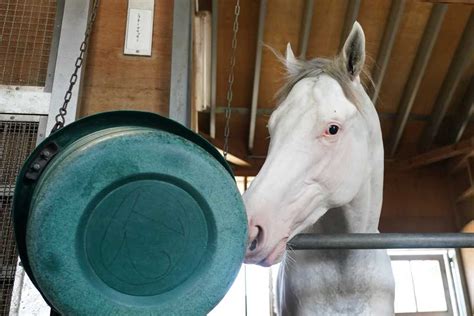 ソダシ2018年産 競走馬データtop｜競馬予想のウマニティ