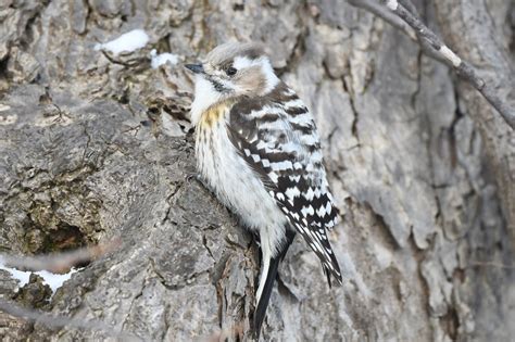 カケスハクチョウ 札幌発 普通人の鳥見