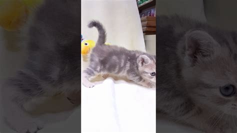 강남고양이분양 브리티쉬분양공주님 Youtube