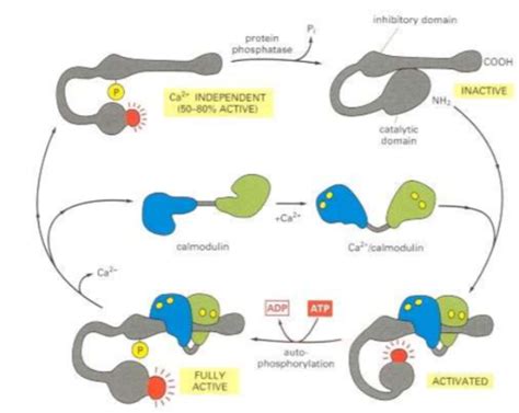 Cell0008 Cell Signalling Lecture 3 Flashcards Quizlet