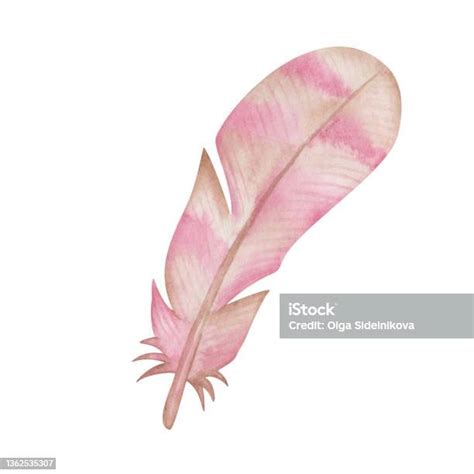 손으로 그린 수채화 그림핑크와 갈색 새의 깃털에 줄무늬가 있습니다 흰색 야생 조류 퀼에 고립 웨딩 초대장 인사말 러브 카드보어 스타일로 디자인 클립 아트 요소 꽃 식물에