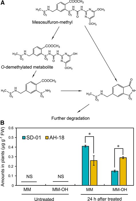 LCMS MS Analyses Of MM Metabolism In S And R Lines Of A Aequalis A Download Scientific