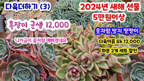 다육더하기3 예쁜 군생 묵은둥이 다육이 니카금이 너무 예쁘게 물들었네요 새벽 군생 흑장미 Youtube