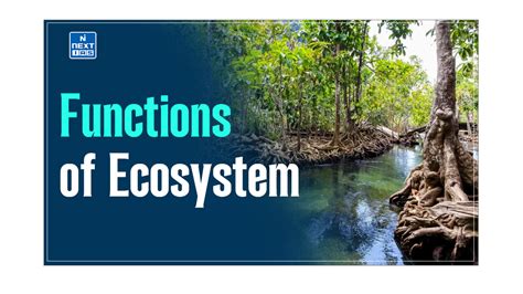 4 Major Functions Of Ecosystems Comprehensive Explanation