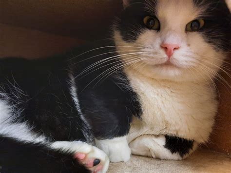 VLEKJE : Help Animals