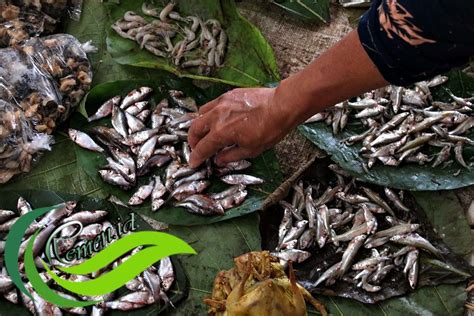 Wader Ikan Bertubuh Mungil Yang Gurih Dan Bergizi Tinggi Media Hobi Dan Informasi