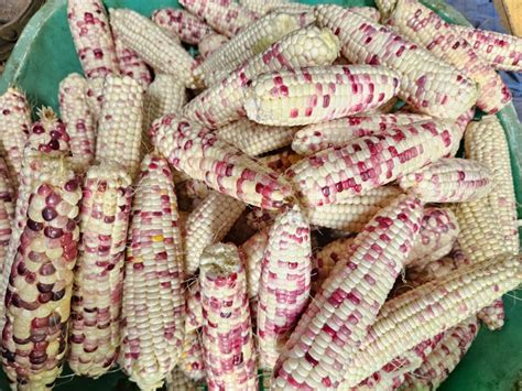 옥수수 씨앗 발아에서 수확까지 네이버 블로그