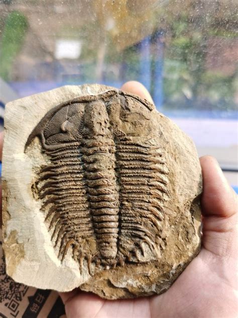 Cambrian Trilobite Fossil Length 10 Cm Damesellidae Catawiki