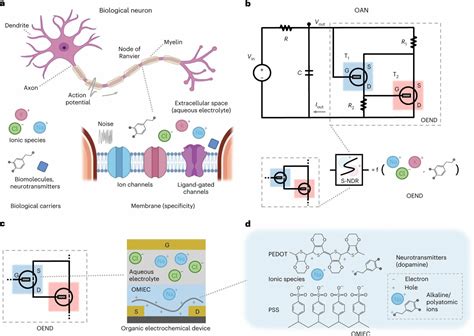 Artificial Neurons Facilitate Communication Between Biology And