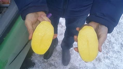 Картофель с доставкой на дом г Тюмень Youtube