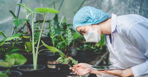 농업 온실에서 성장 식물을 연구하기 위해 일하는 생물학 과학자 식물학 실험실에서 자연 유기 과학 기술 또는 생명 공학 식품 산업을 위해 야채를 검사하는 사람들 사진