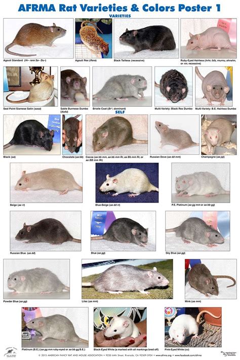 Rare Rat Colors