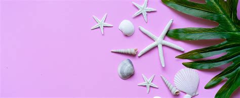 여름 시즌과 휴일 컬렉션 컨셉의 디자인을위한 녹색 자연 열대 잎과 부드러운 핑크 파스텔 색상 파노라마 배경에 바다 조개 의 상단보기 그룹을 닫습니다 0명에 대한 스톡 사진