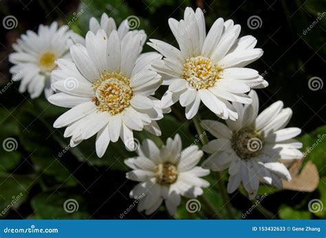 Aster Ptarmicoides Flower White Aster Stock Image Image Of Flower Garden 153432633