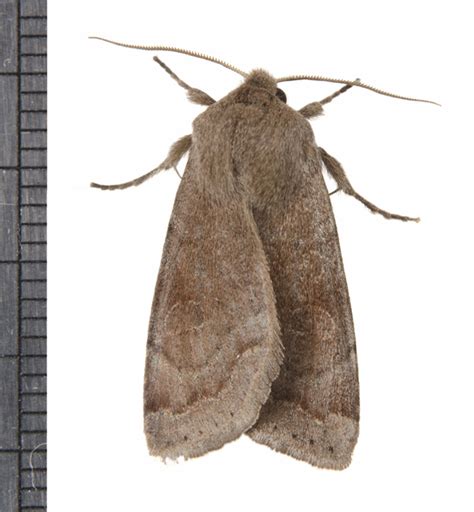 Adw Arthropoda Pictures