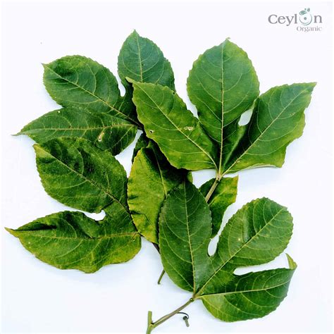 500 Passion Fruitdried Passion Fruit Leaves Ceylon Organic
