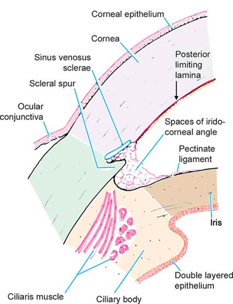 Episclera Histology
