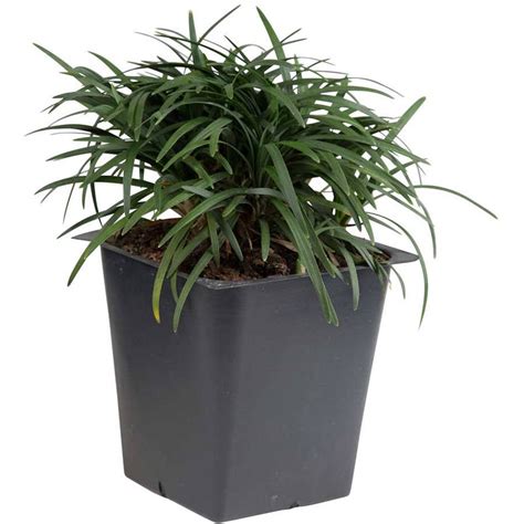 Flowerwood Outdoor Dwarf Mondo Grass Ground Cover 3 14 Pots 18pk