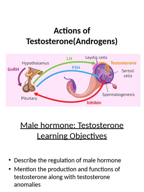Male Hormone Physiology Pdf Androgen Testosterone