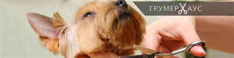 Стрижка собак и кошек СПБ Москва Хотите постричь Йорка 2025 ВКонтакте