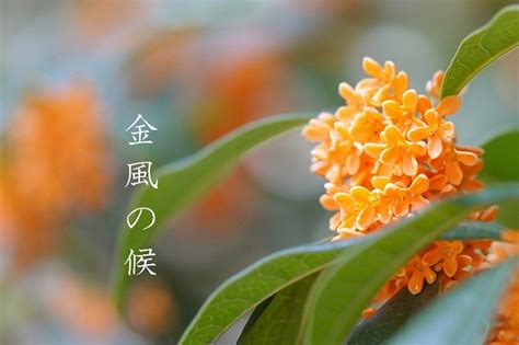 金風の候が使える時期意味読み方お役立ち文例 四季おりおり快適生活