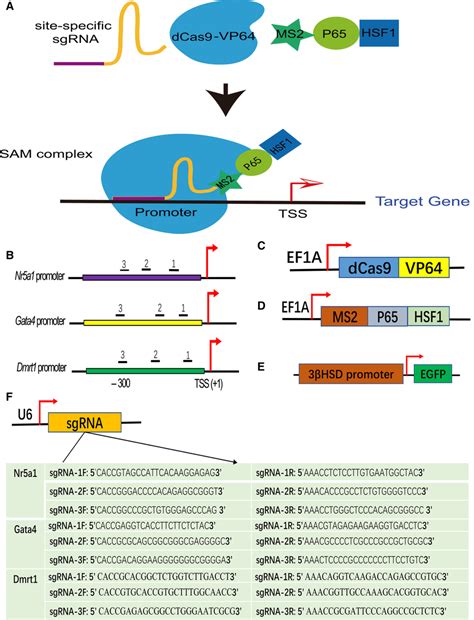 The Single Guide Rna Sgrna Mediated Crisprdcas9 Synergistic Download Scientific Diagram