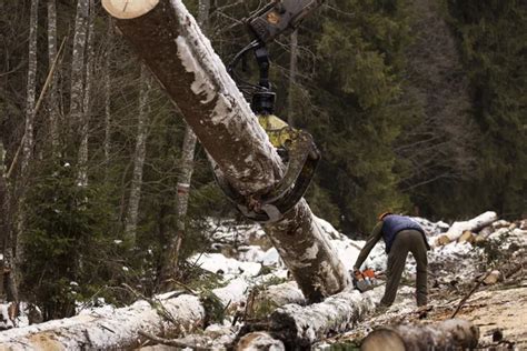 Winter Logging Stock Photos Royalty Free Winter Logging Images Depositphotos