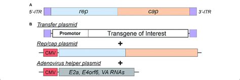 Adeno Associated Virus Aav Basics A Simplified Schematic Of The
