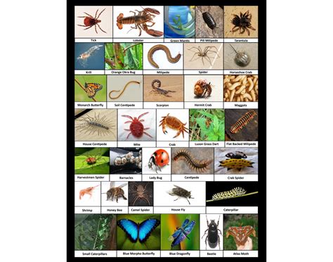 Classifying Arthropods Quiz
