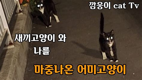 새끼고양이 와 함께 나를 마중나온 어미고양이 Youtube