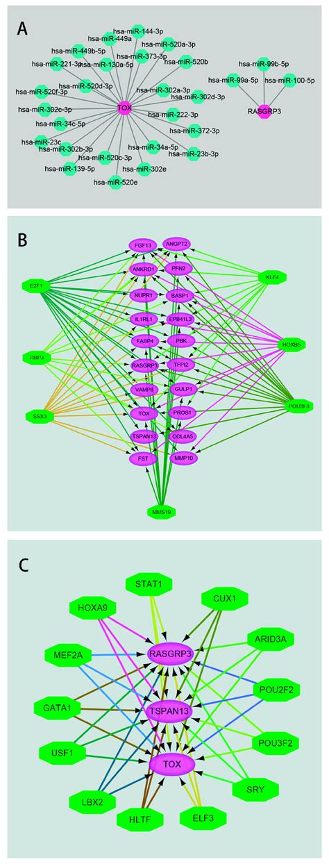 The Mirna Target Gene And Target Gene Tf Regulatory Network A