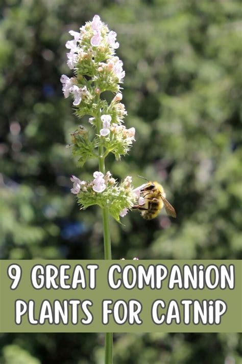 9 Great Companion Plants For Catnip