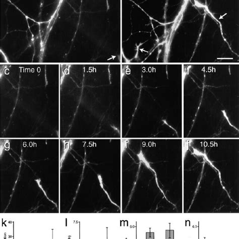 Forskolin Induced Varicosity Formation And Axonal Elongation In The Download Scientific Diagram