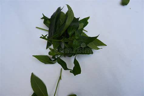 Andrographis Paniculata Leaves On White Background Stock Image Image Of Undefined Herbal