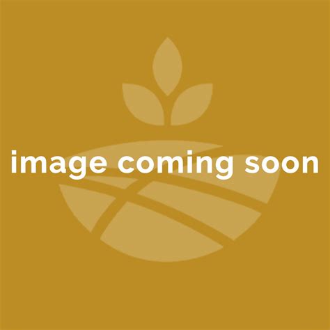 Nullarbor Couch Crafers Garden Centre And Landscape Yard