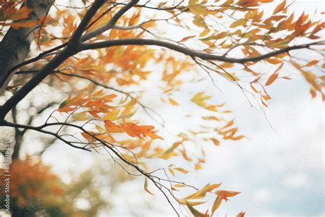 Foto De Relationship Between Trees And The Wind With Leaves Rustling And Branches Swaying In