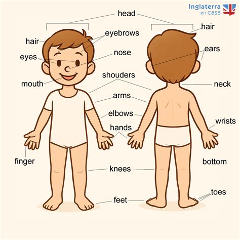 Partes Del Cuerpo En Inglés Práctico Inglaterra En Casa