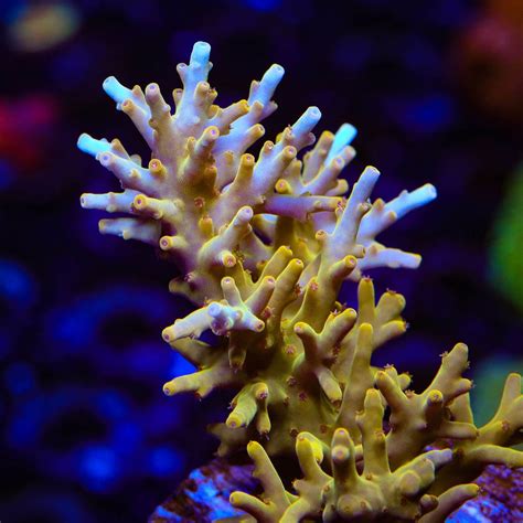 Tsa Golden Honeycomb Acropora Coral Top Shelf Aquatics